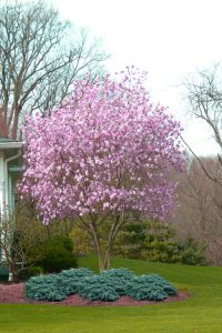 Magnolia x ‘Jane’ – Jane Magnolia 5Gallon – The Growing Scene