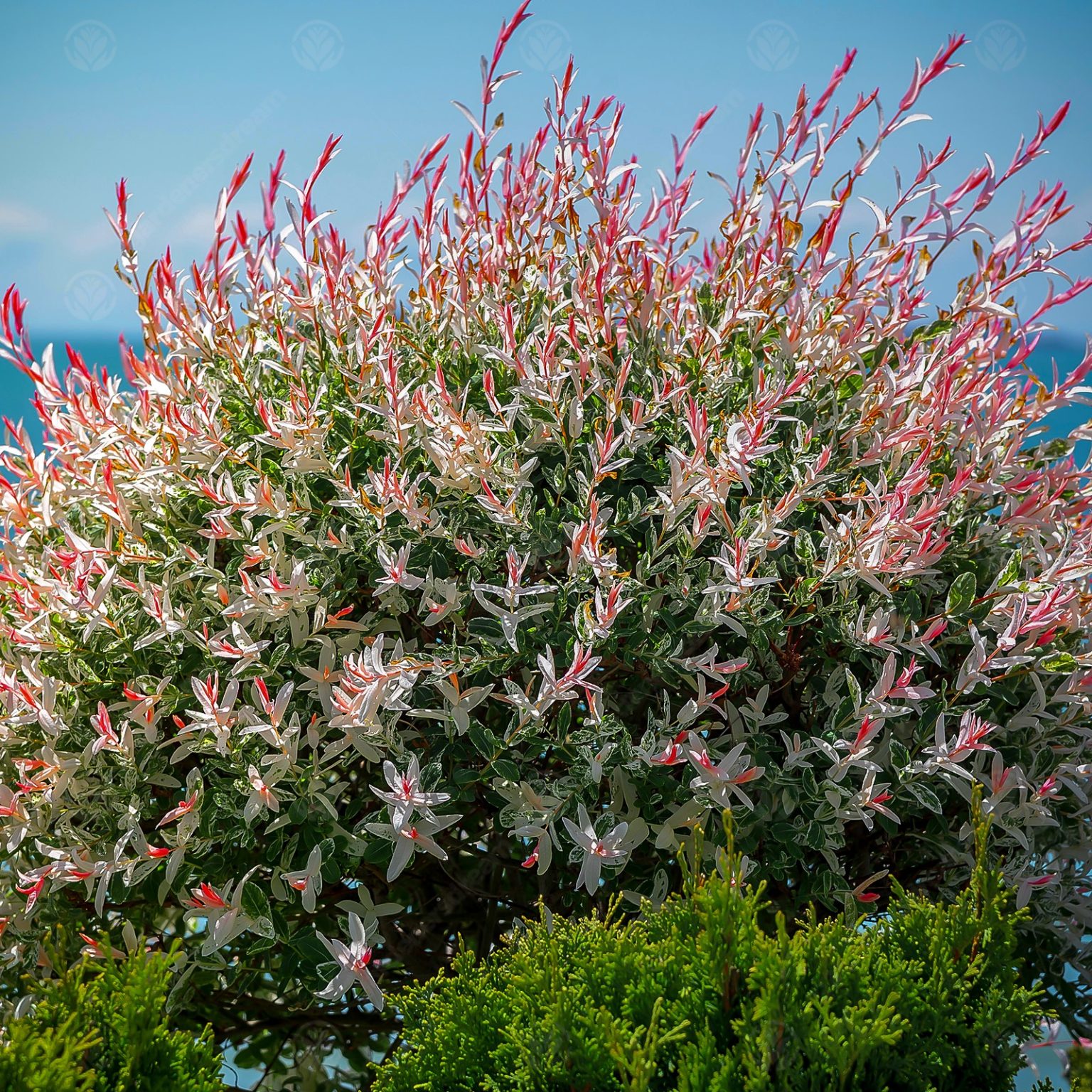 Salix integra ‘Flamingo’-3G – The Growing Scene